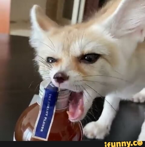 Picture memes pMVrkCUS8 by FENNEC_FOXXO: 2 comments - iFunny