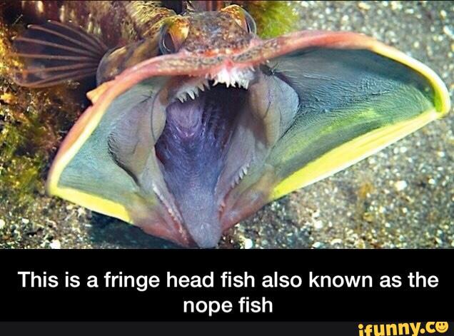This is a fringe head fish also known as the nope fish - )