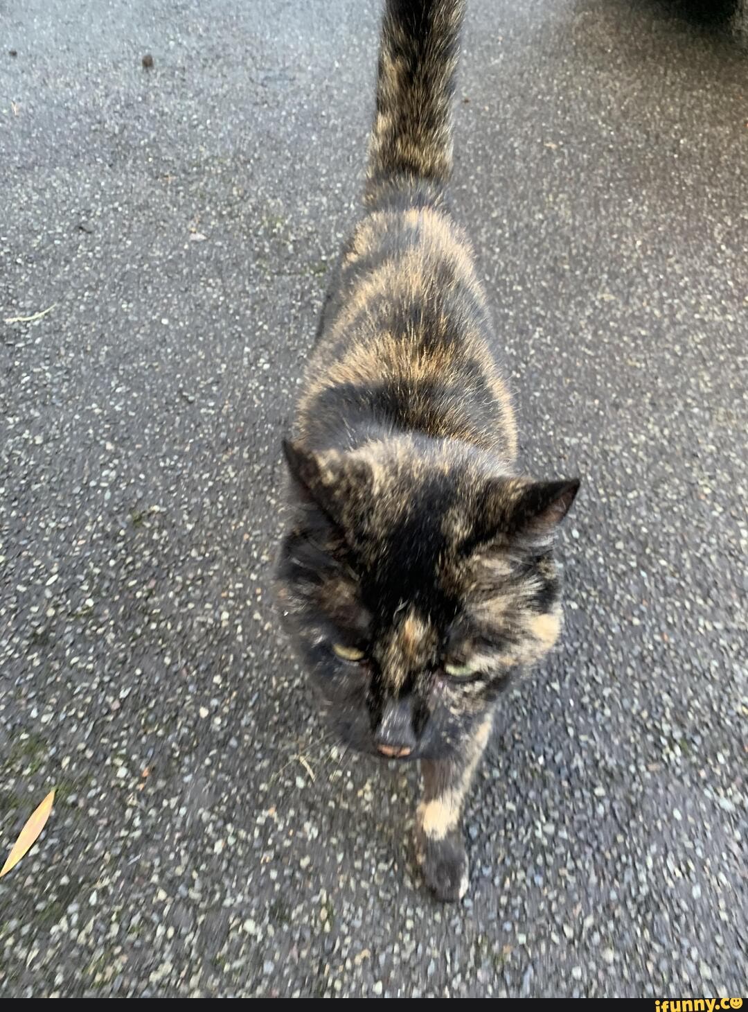 Kiff memes. Best Collection of funny Kiff pictures on iFunny