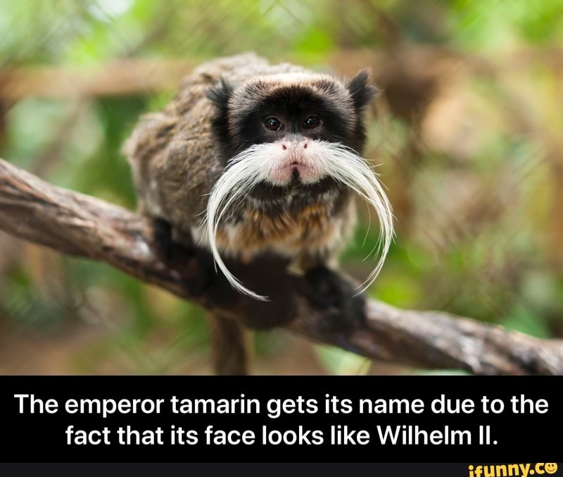 Emperortamarin memes. Best Collection of funny Emperortamarin pictures ...