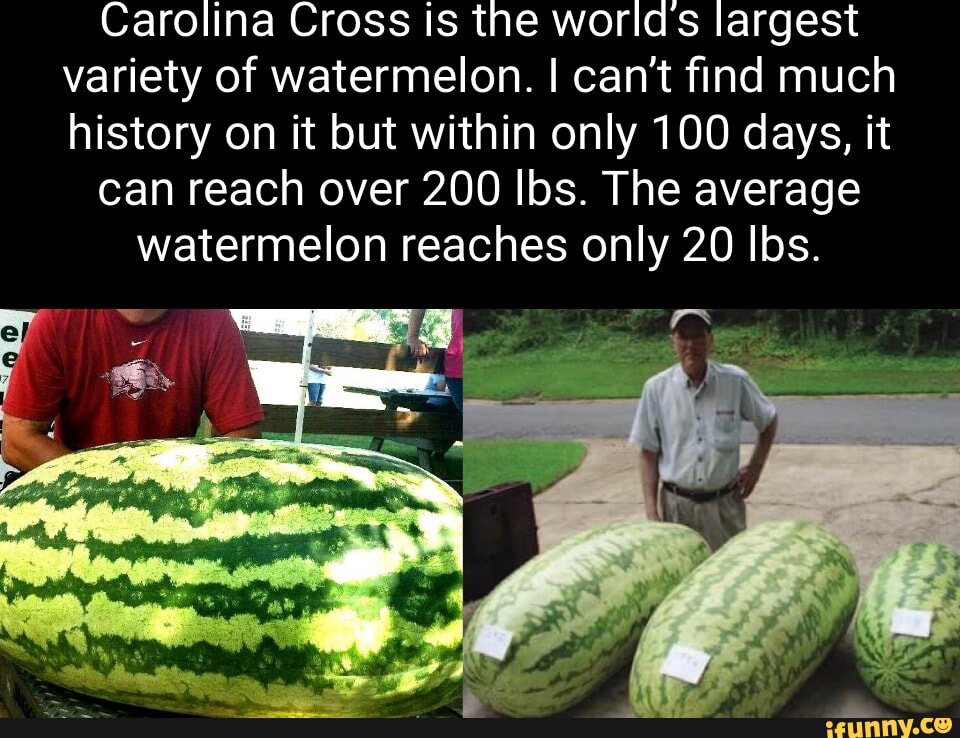 Carolina Cross is the worlds largest variety of watermelon. I can't ...