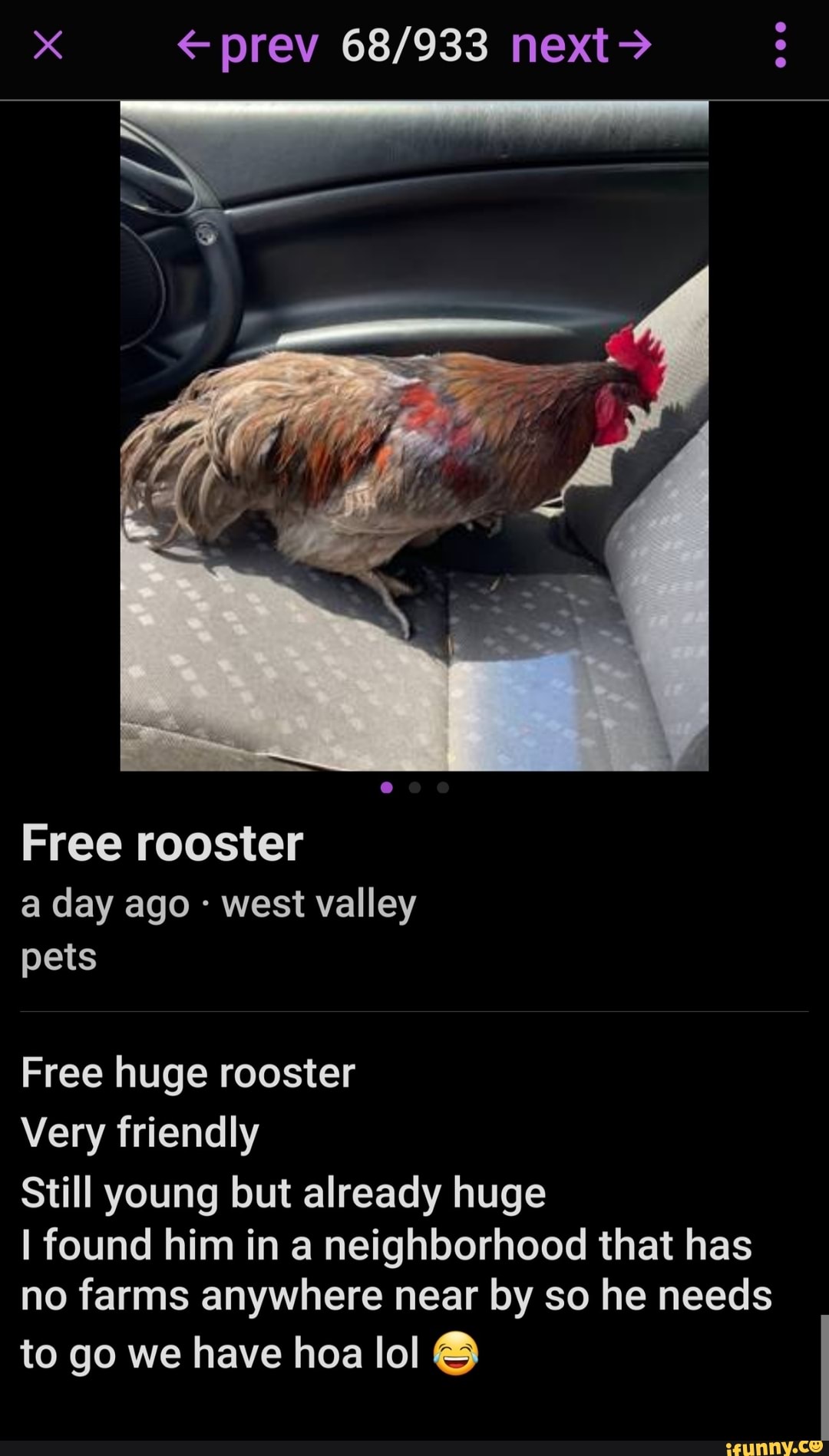 Rooster memes. Best Collection of funny Rooster pictures on iFunny