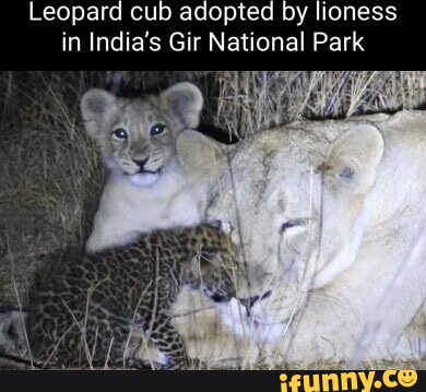 Cub memes. Best Collection of funny Cub pictures on iFunny