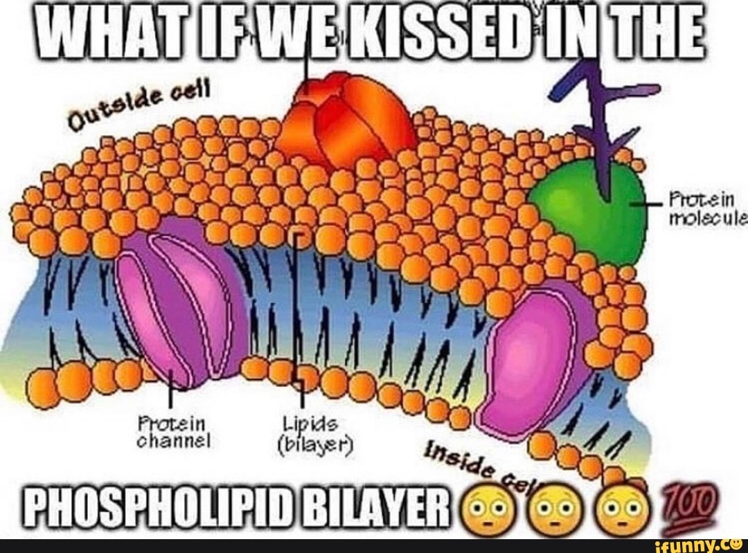 Bilayer memes. Best Collection of funny Bilayer pictures on iFunny