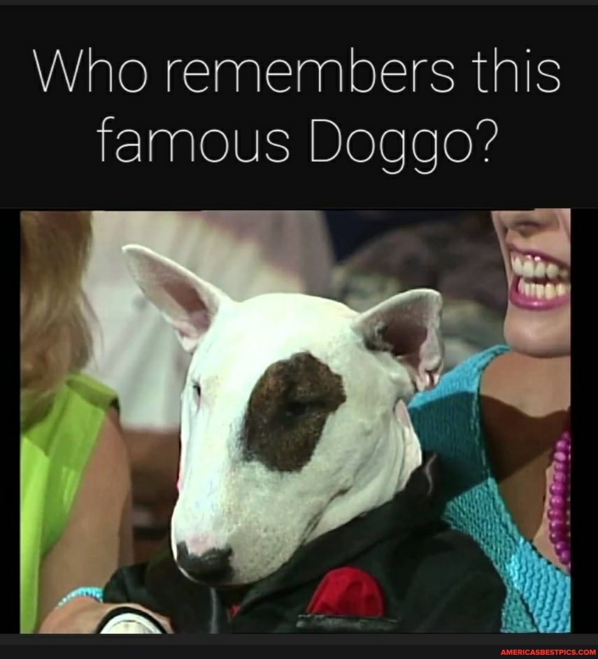 Who remembers this famous Doggo? - America’s best pics and videos