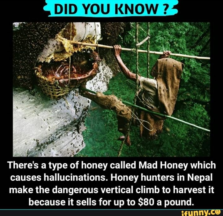 did-you-know-there-s-a-type-of-honey-called-mad-honey-which-causes