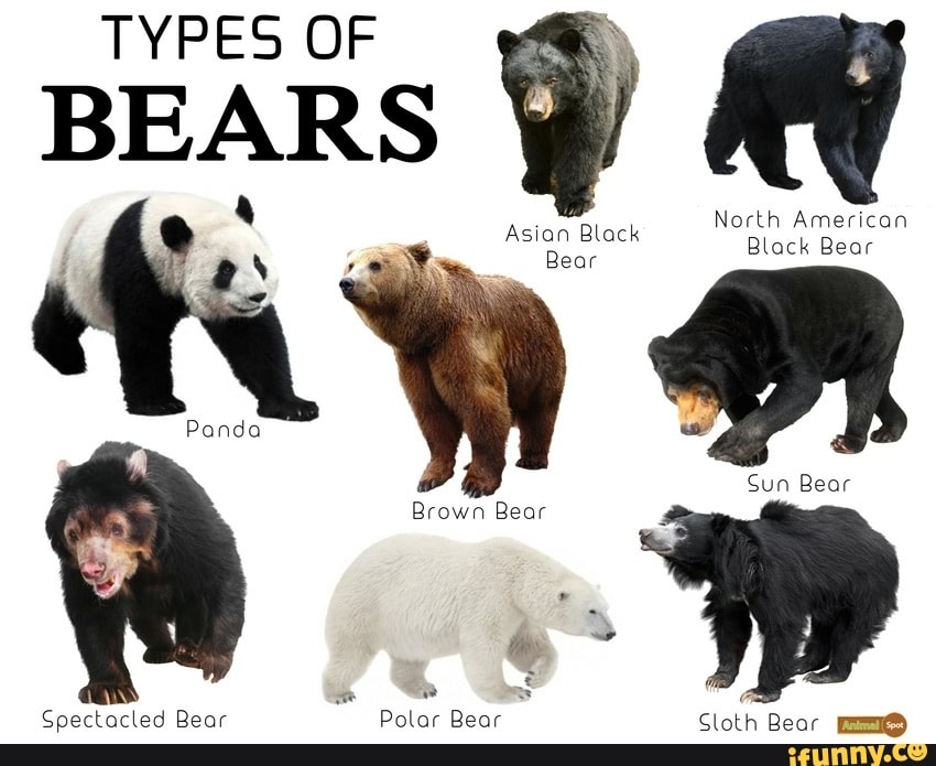 TYPES OF BEARS North American Black Bear Sun Bear Asian Black Bear ...