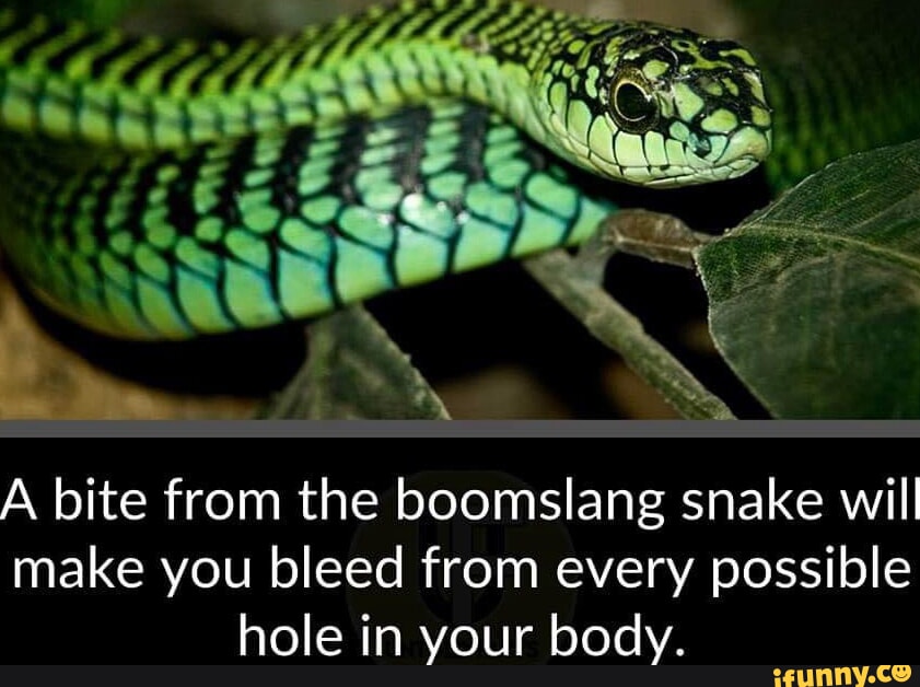 A bite from the boomslang snake will make you bleed from every possible ...