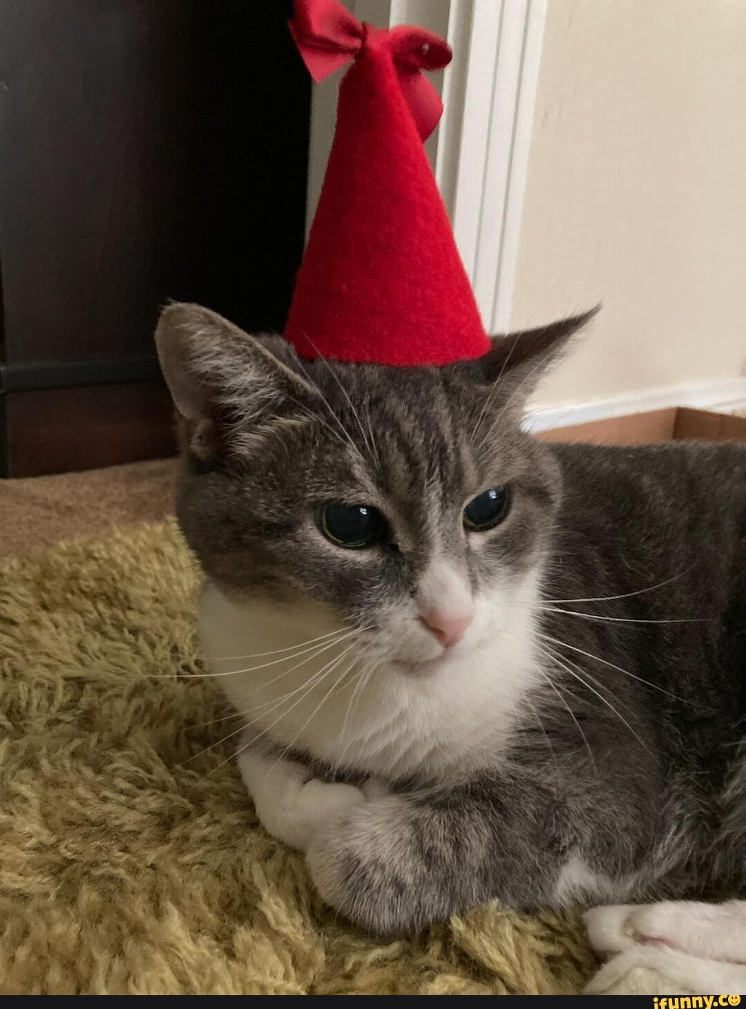 Rose_the_cat memes. Best Collection of funny Rose_the_cat pictures on ...