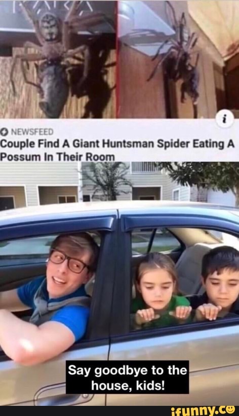 Ouple Find A Giant Huntsman Spider Eating A Possum In Their Room Say ...