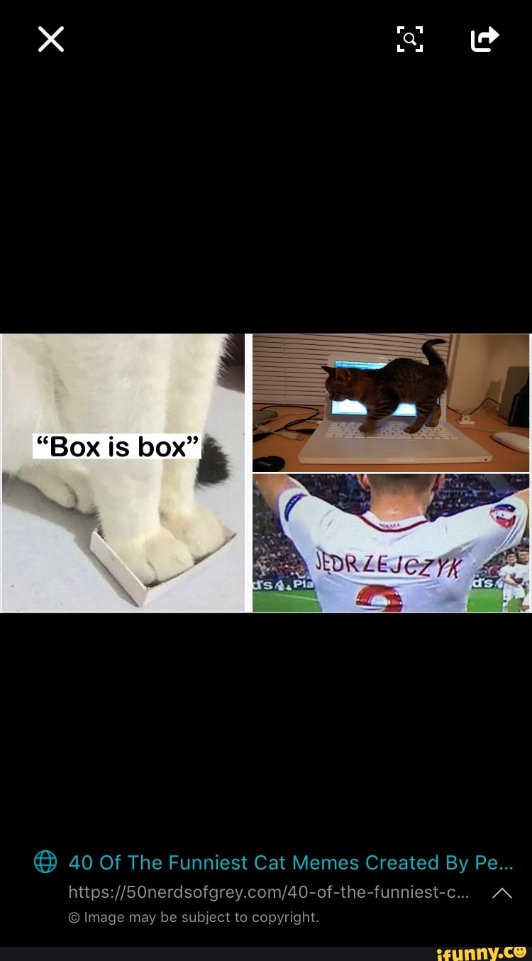  Box Is Box 40 Of The Funniest Cat Memes Created By Pe Image May Be