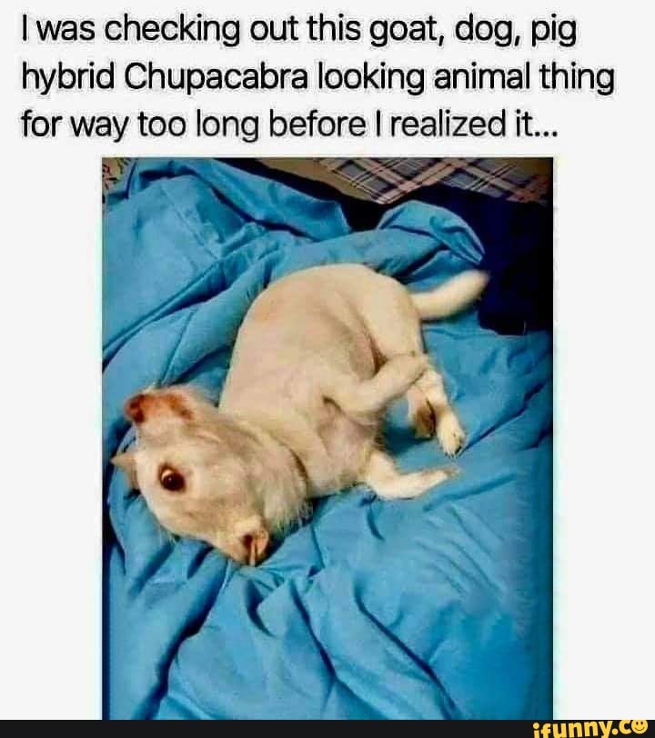 Chupacabra memes. Best Collection of funny Chupacabra pictures on iFunny