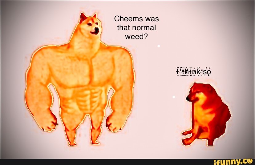 Cheems was that normal weed? - iFunny