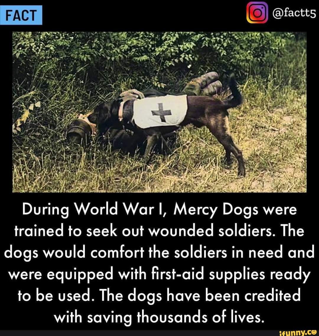 During World War I, Mercy Dogs were trained to seek out wounded ...