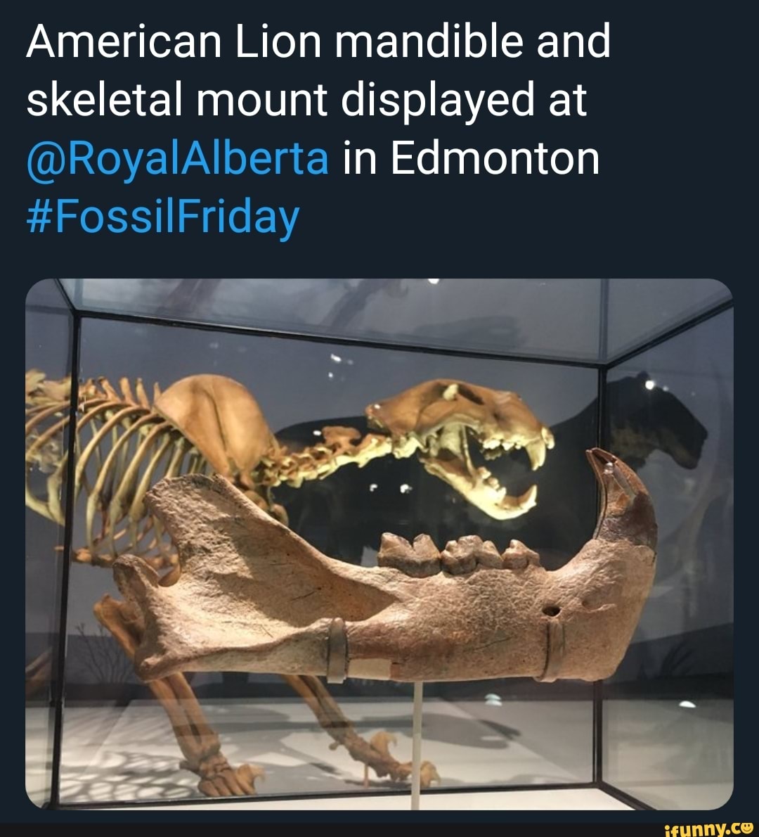 American Lion mandible and skeletal mount displayed at @RoyalAlberta in ...