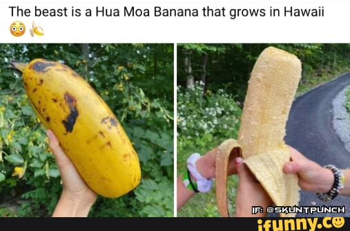 Moa memes. Best Collection of funny Moa pictures on iFunny