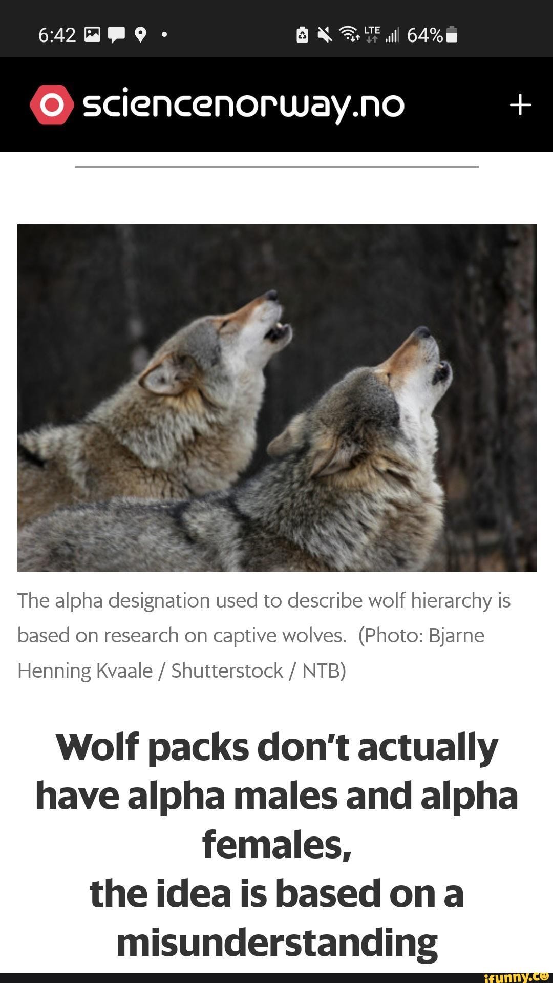 Ry O sciencenorway.no + The alpha designation used to describe wolf ...