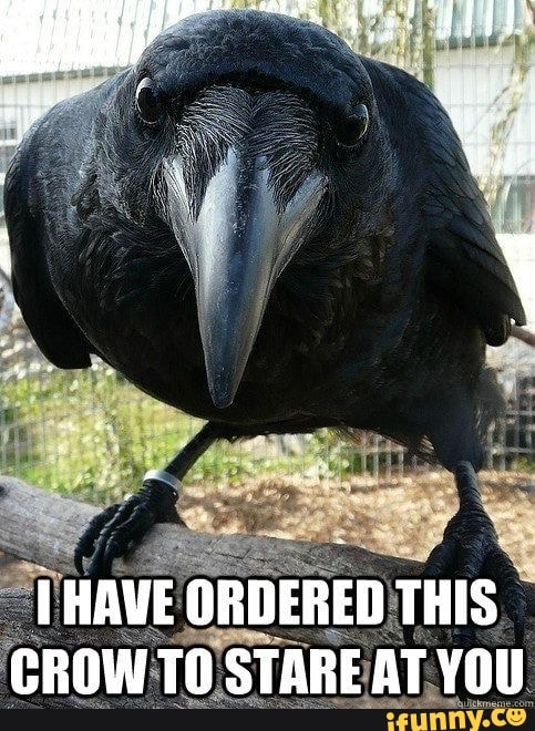 Crow memes. Best Collection of funny Crow pictures on iFunny