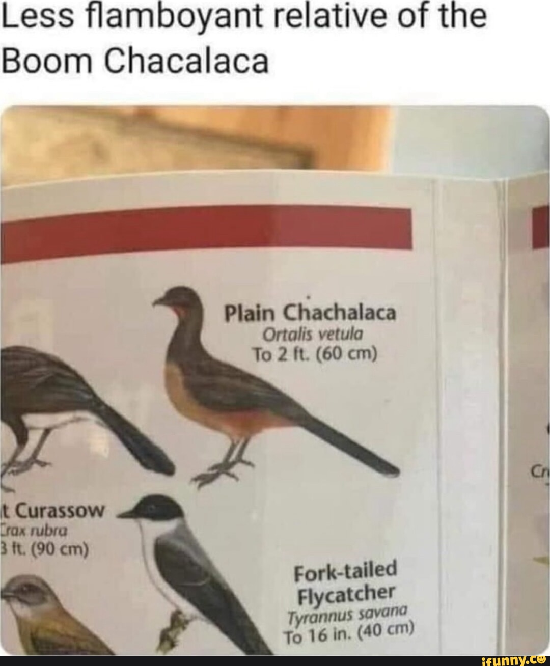 Flamboyant memes. Best Collection of funny Flamboyant pictures on iFunny