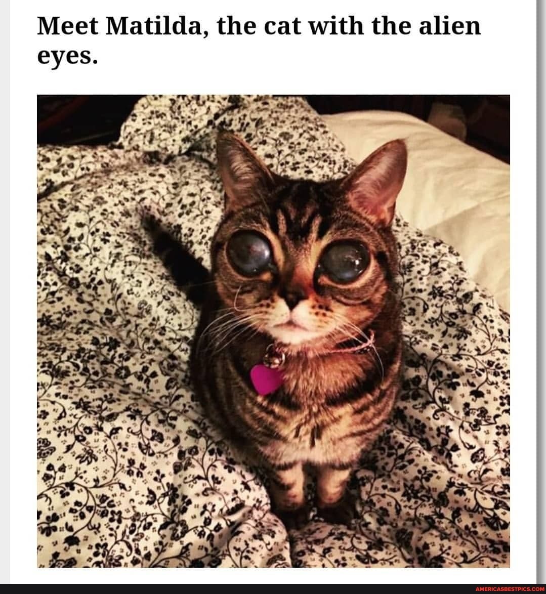 Meet Matilda, the cat with the alien eyes. - America’s best pics and videos