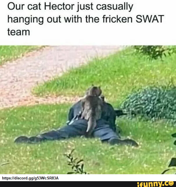 Our cat Hector just casually hanging out with the fricken SWAT team ...