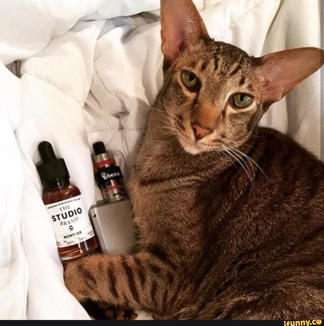 Vapecat memes. Best Collection of funny Vapecat pictures on iFunny