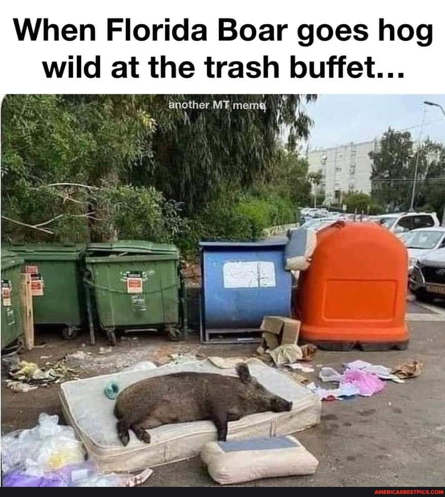 When Florida Boar goes hog wild at the trash buffet... another MF meme - - America’s best pics ...