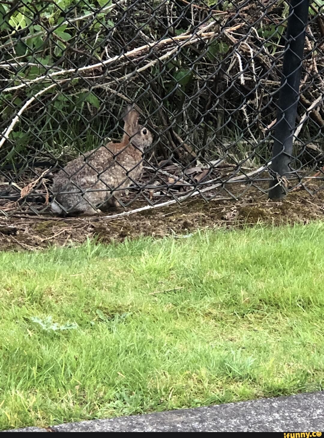 Scampered memes. Best Collection of funny Scampered pictures on iFunny