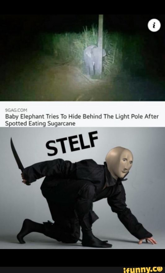 Baby Elephant Tries To Hide Behind The Light Pole After Eating ...