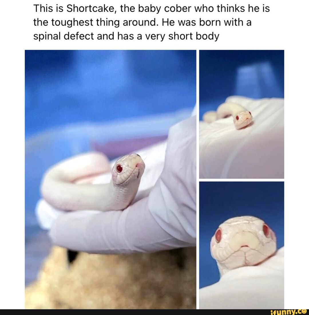 Cober memes. Best Collection of funny Cober pictures on iFunny