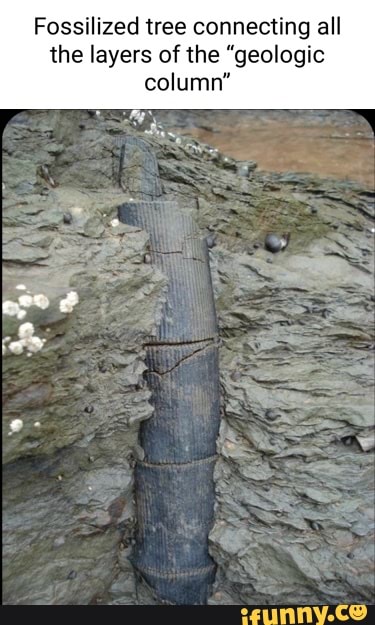 Fossilized tree connecting all the layers of the "geologic column" - iFunny