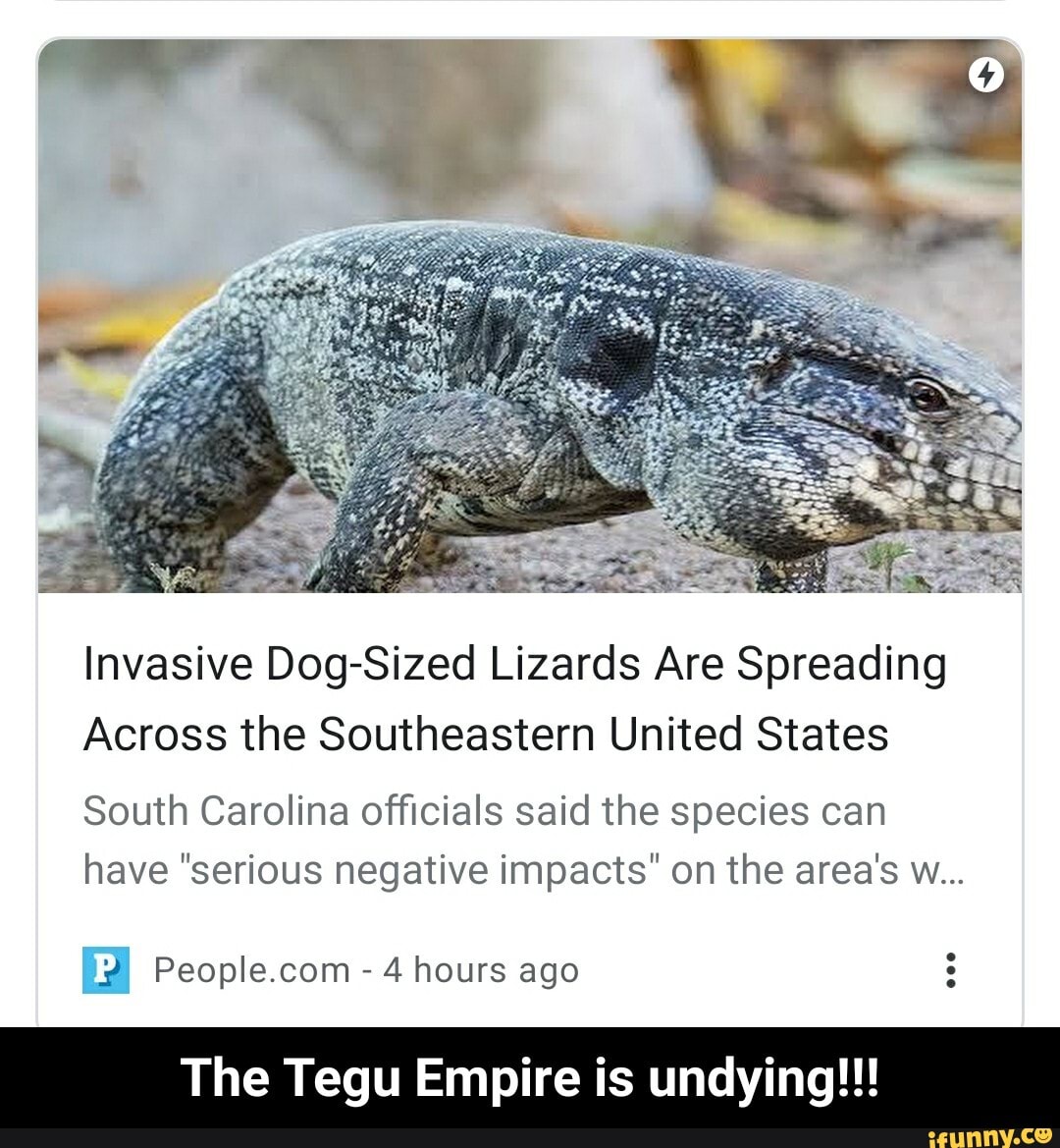 Invasive Dog-Sized Lizards Are Spreading Across the Southeastern United ...