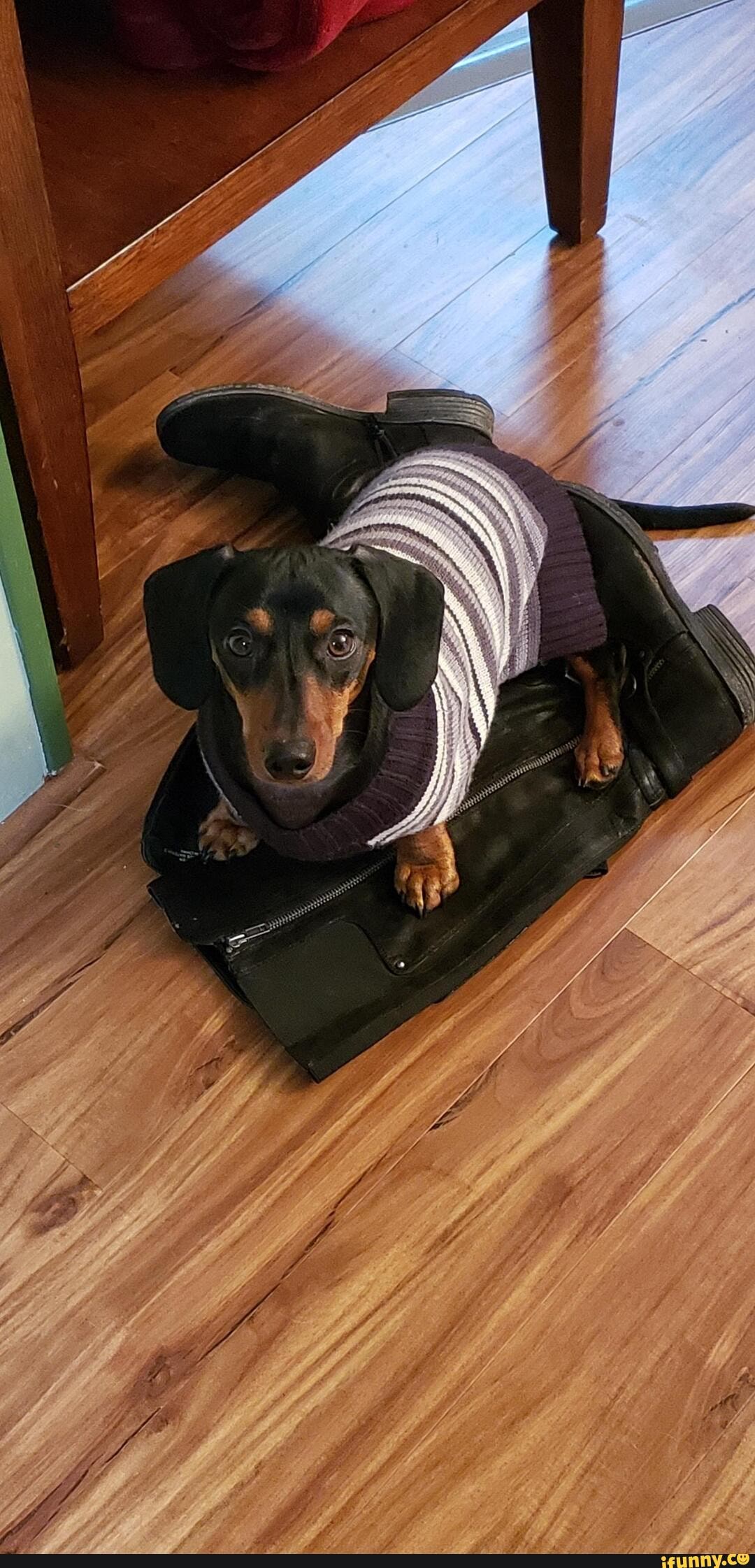 Dress_up_your_pet memes. Best Collection of funny Dress_up_your_pet ...