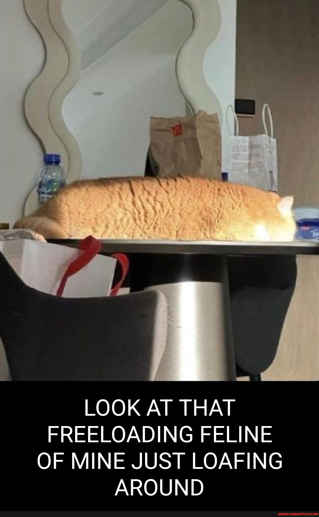 LOOK AT THAT FREELOADING FELINE OF MINE JUST LOAFING AROUND - America’s best pics and videos