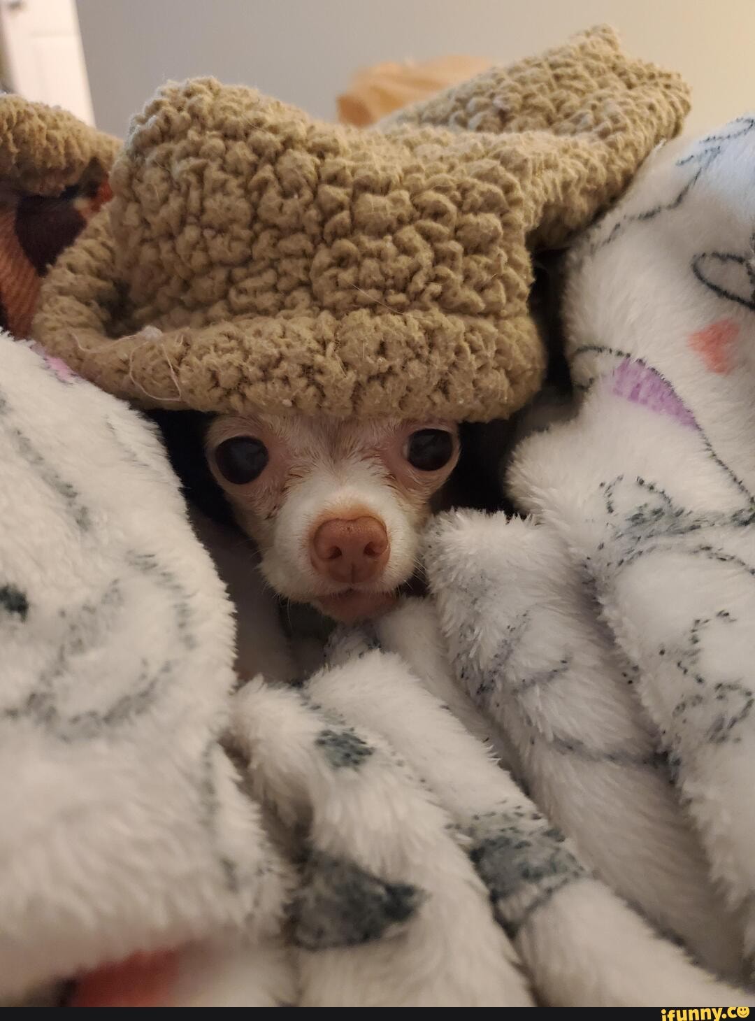 Gidget memes. Best Collection of funny Gidget pictures on iFunny