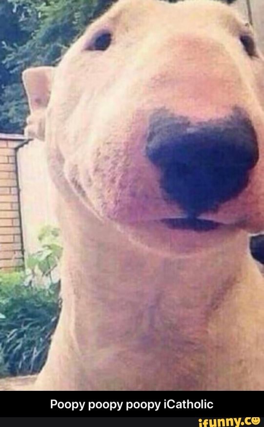 Poopy poopy poopy iCatholic - Poopy poopy poopy iCatholic - iFunny