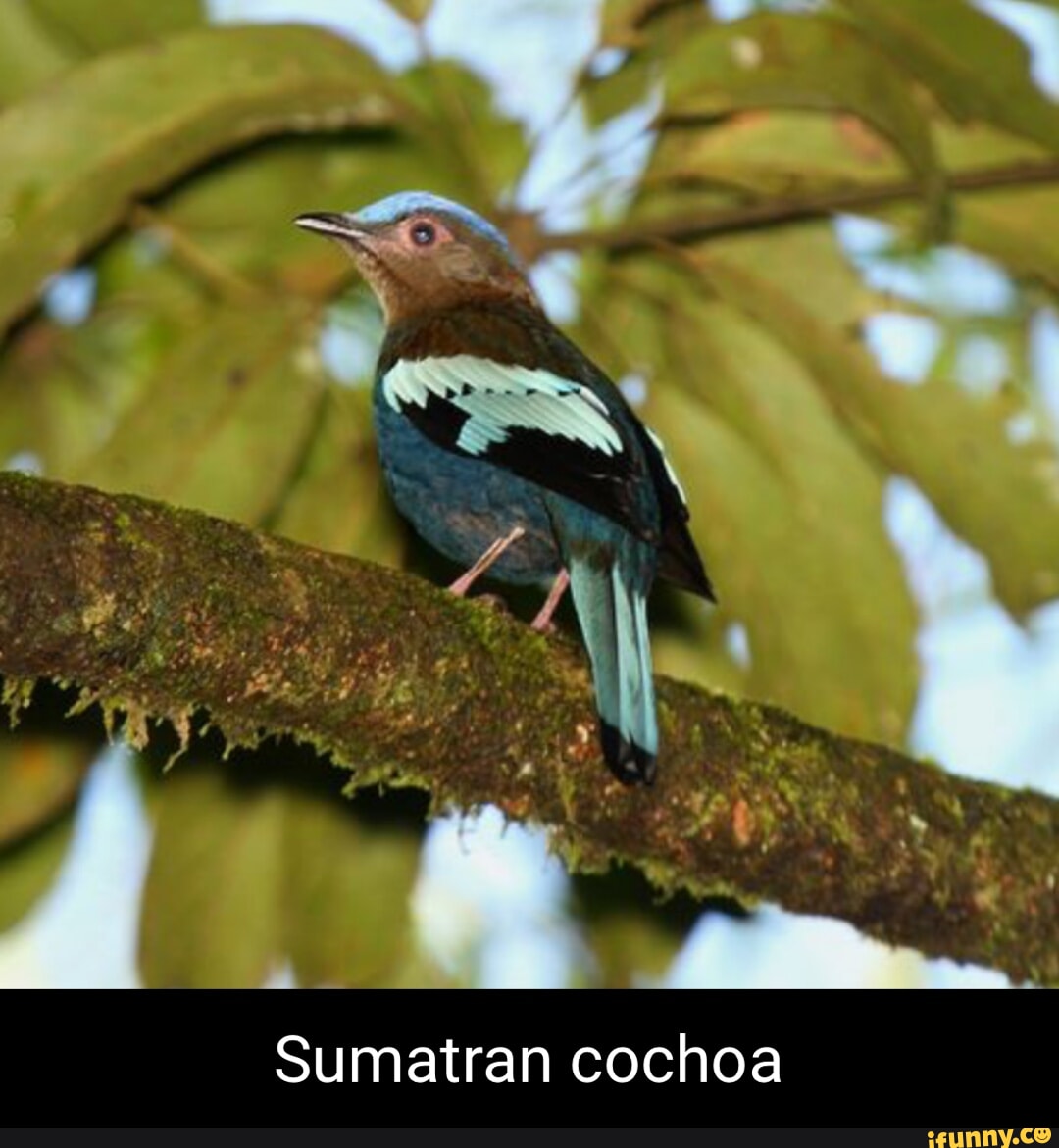 Sumatran cochoa - iFunny