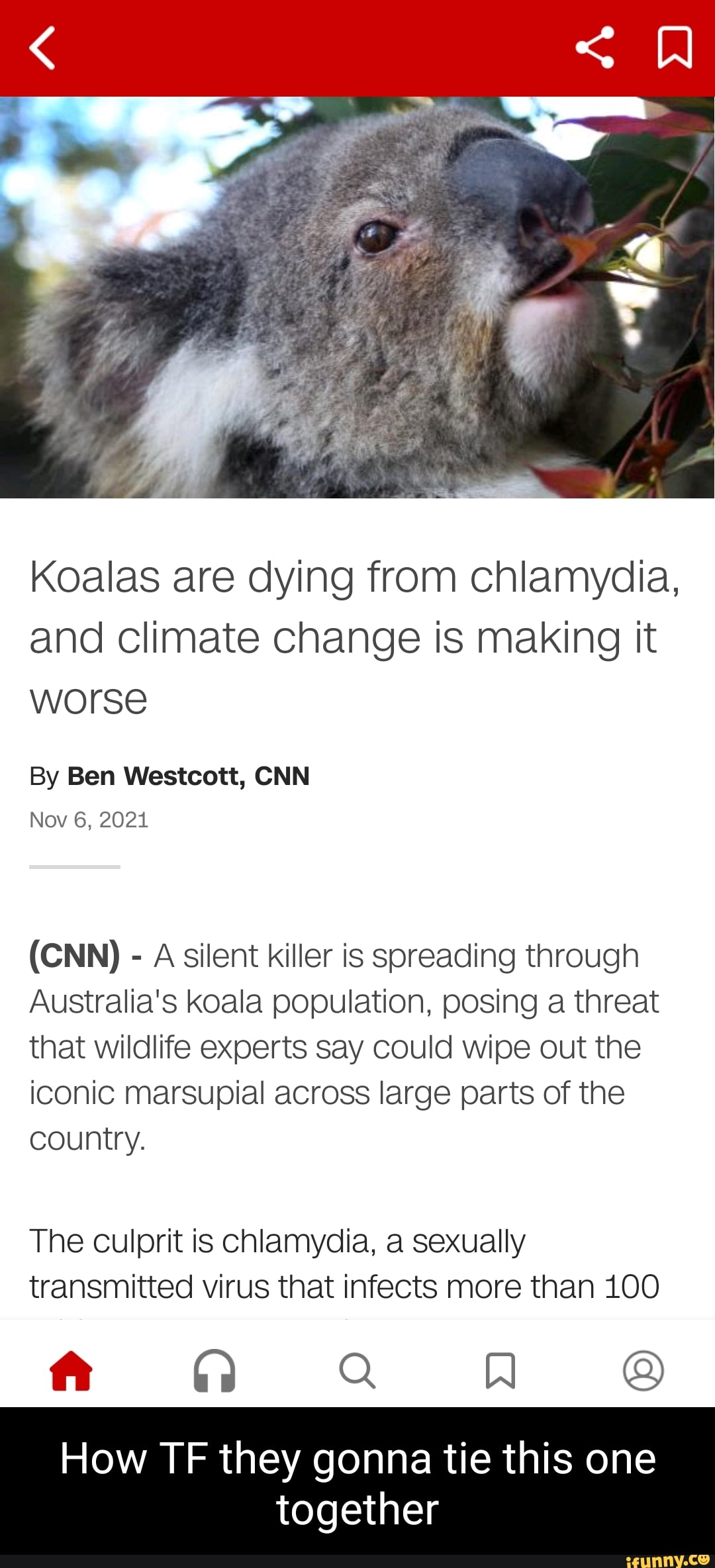 Koalas are dying from chlamydia, and climate change is making it worse ...