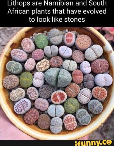 Namibian memes. Best Collection of funny Namibian pictures on iFunny