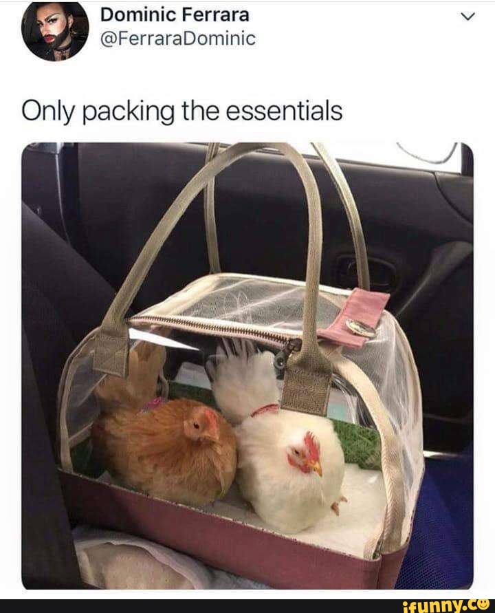 Packing memes. Best Collection of funny Packing pictures on iFunny