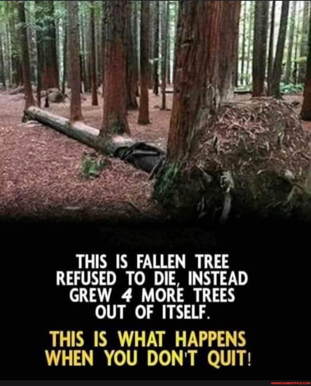 THIS IS FALLEN TREE REFUSED TO DIE, INSTEAD GREW 4 MORE TREES OUT OF ...