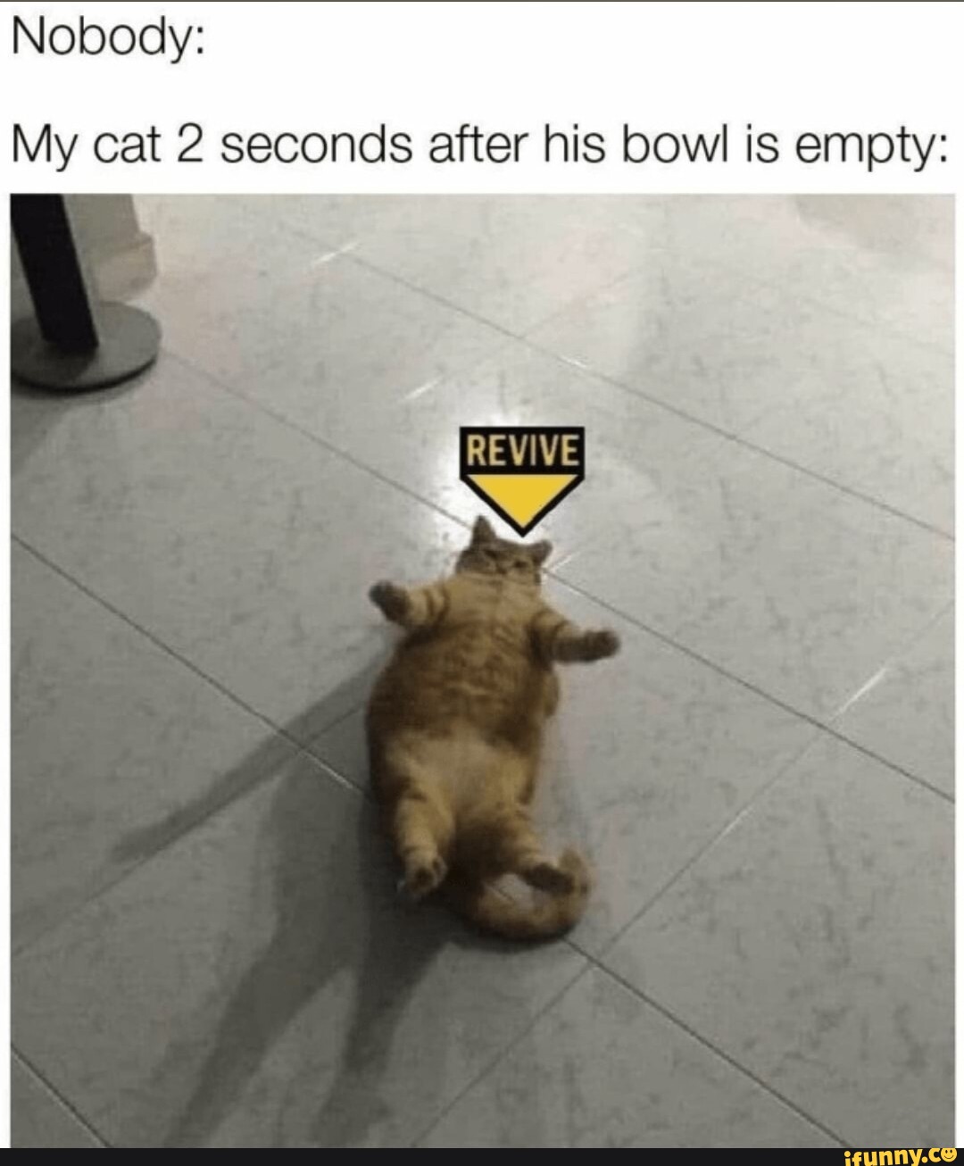 Nobody: My cat 2 seconds after his bowl is empty: REVIVE - iFunny