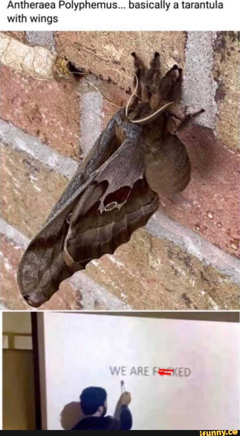 Antheraea Polyphemus... basically a tarantula with wings - iFunny