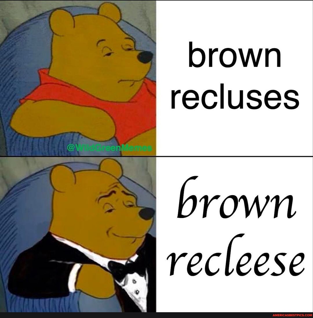 Geese, meese, and recleese Meme by @beingevolved - brown recluses brown ...