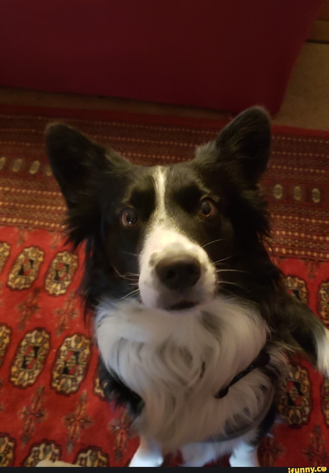 Spaz memes. Best Collection of funny Spaz pictures on iFunny