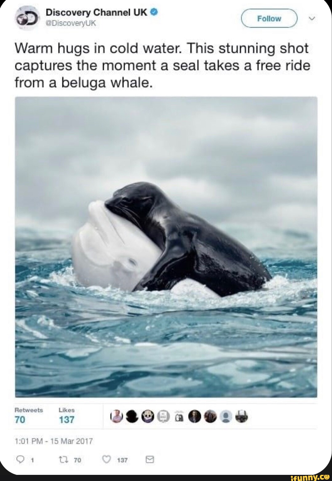 Beluga memes. Best Collection of funny Beluga pictures on iFunny