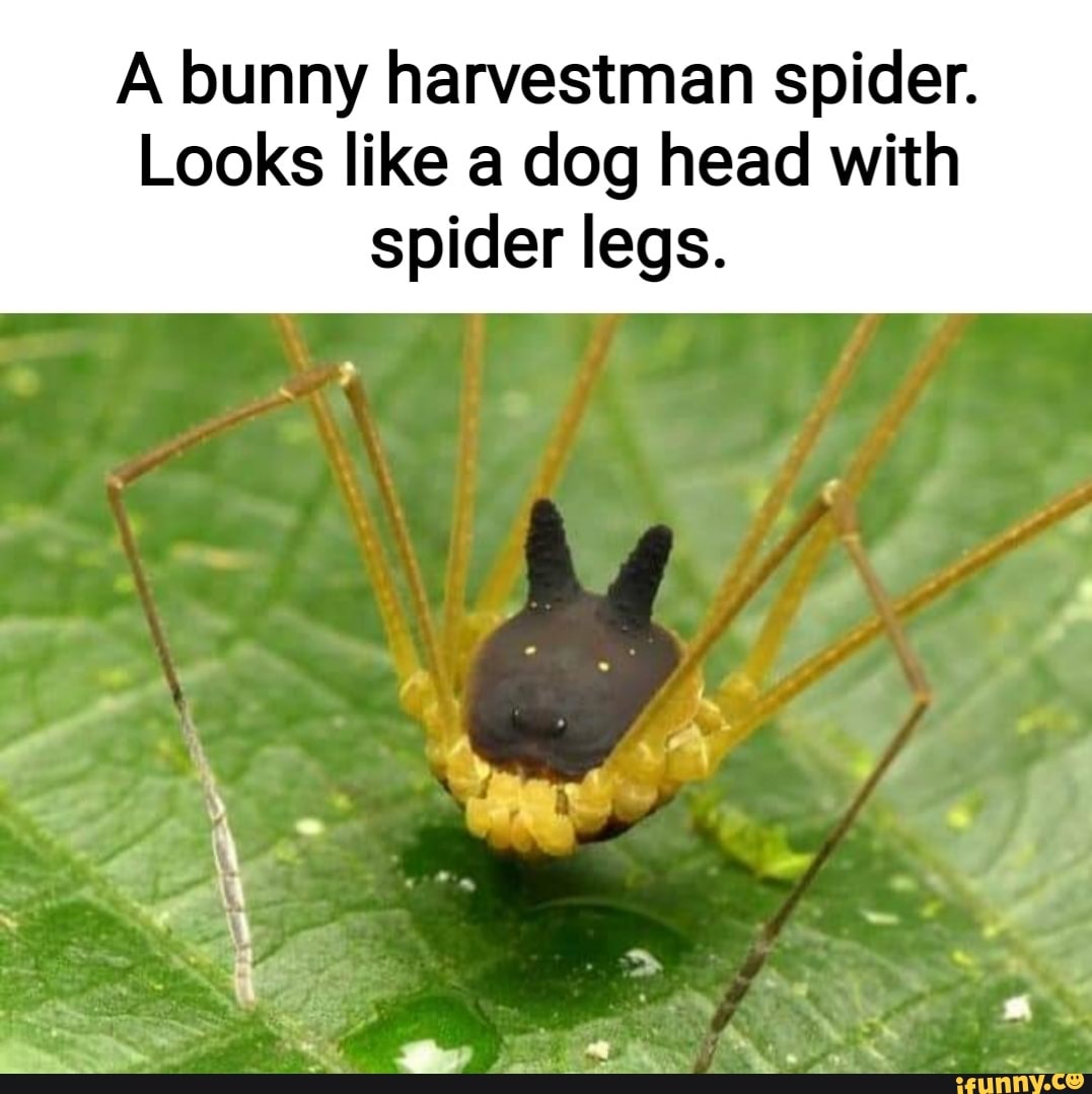 A bunny harvestman spider. Looks like a dog head with spider legs. - iFunny