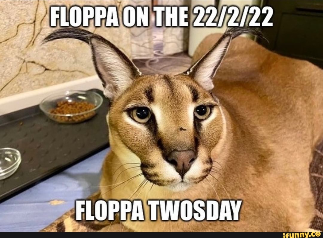 FLOPPA ON THE FLOPPA TWOSDAY - iFunny