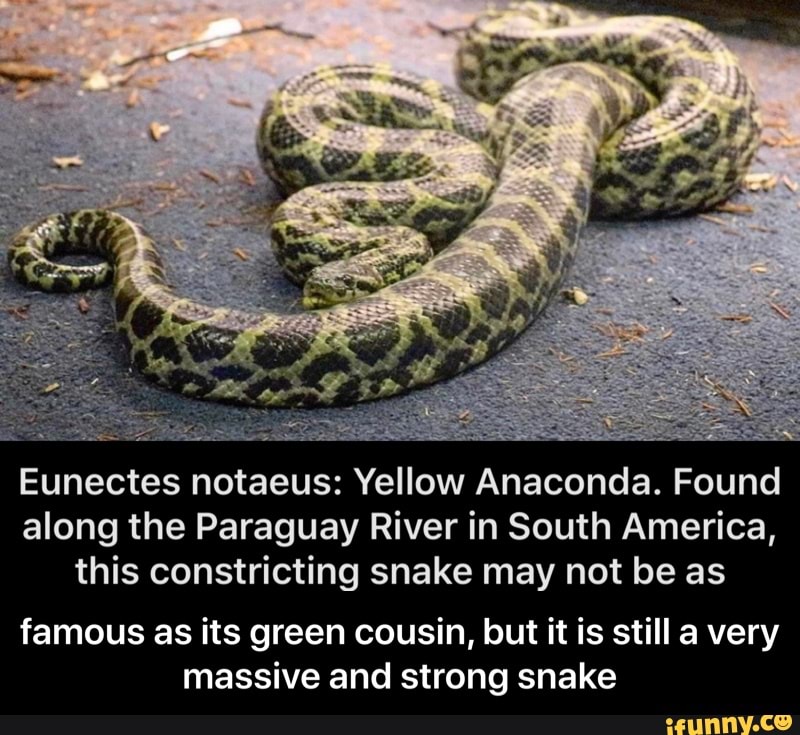 Eunectes notaeus: Yellow Anaconda. Found along the Paraguay River in ...