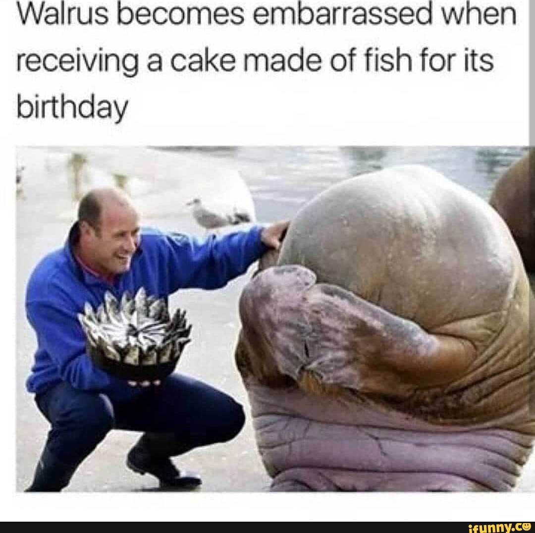Walrus becomes embarrassed when receiving a cake made of fish for its ...